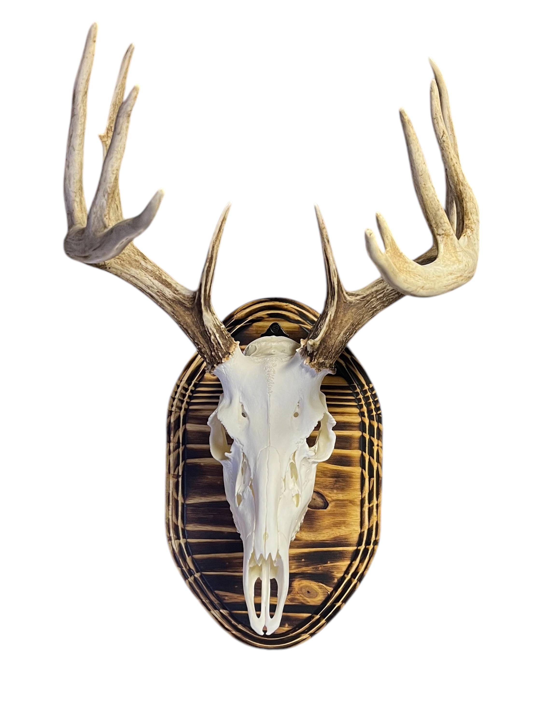 European Mount Wall Display Plaque With Skull Hook | Burnt Pine - Etsy