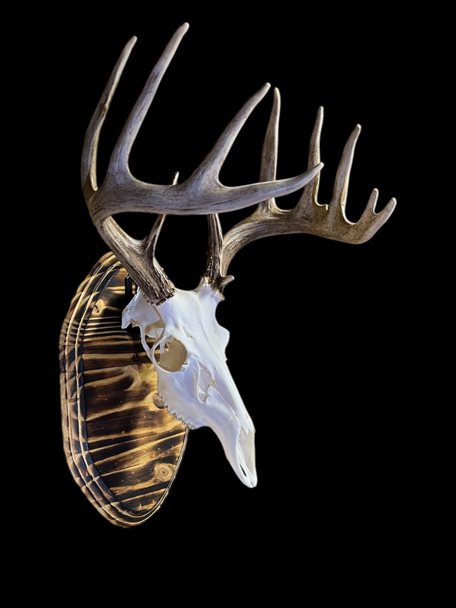 European Mount Wall Display Plaque With Skull Hook | Burnt Pine - Etsy