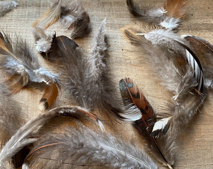 50+ Very Small QUAIL FEATHERS Assorted Sizes 1/4” to 1”, Brown/tan/buff ...