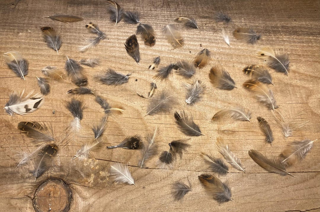 50+ Very Small QUAIL FEATHERS Assorted Sizes 1/4” to 1”, Brown/tan/buff ...