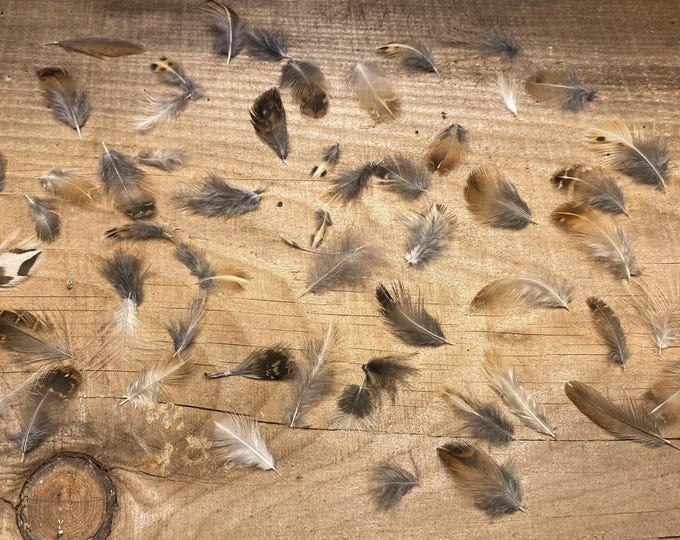 50+ Very Small QUAIL FEATHERS Assorted Sizes 1/4” to 1”, Brown/tan/buff ...