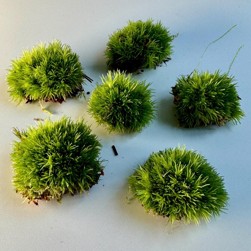 Mini Preserved Moss - Etsy UK