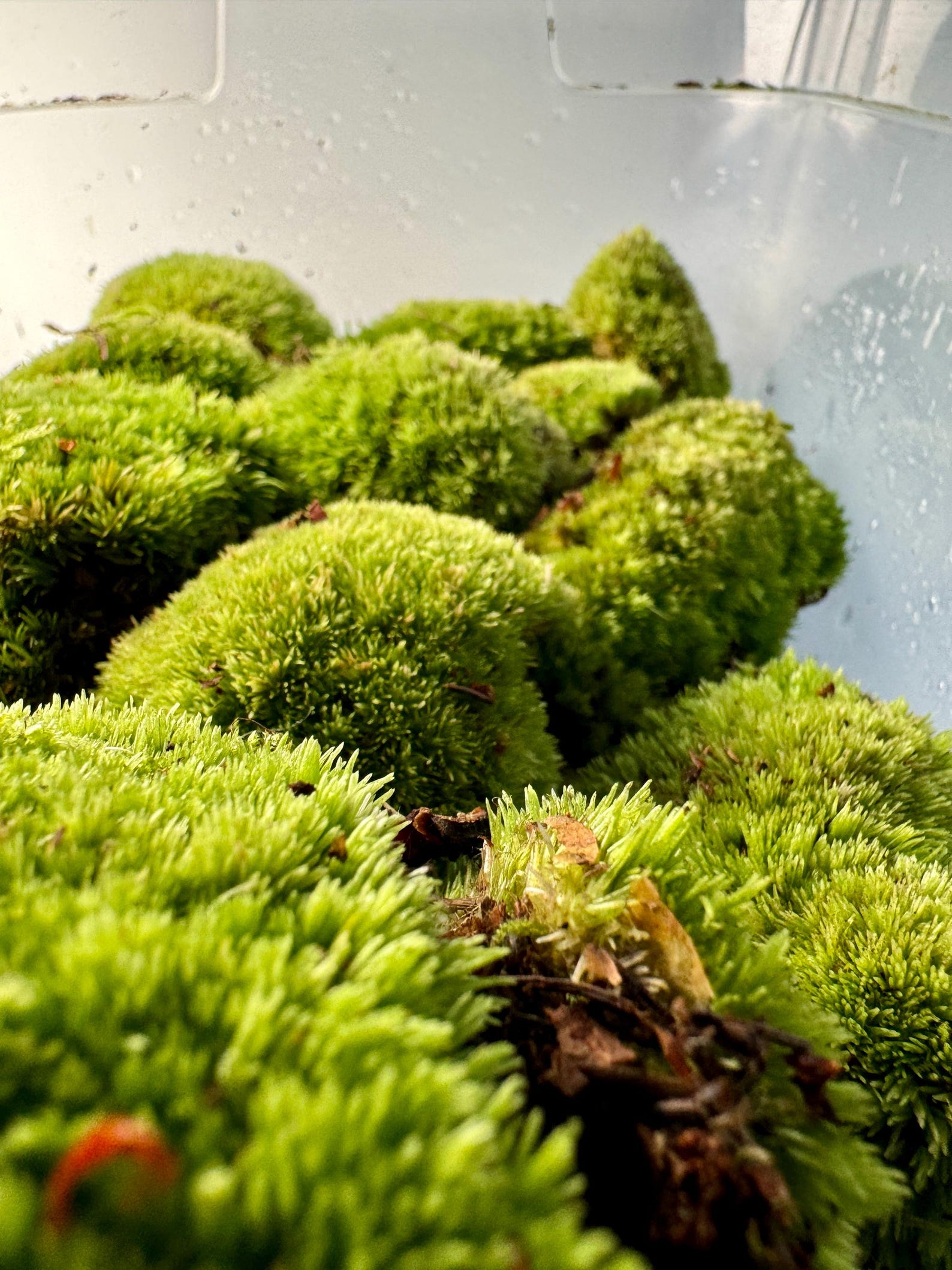Fresh Bun Moss: Natural Leucobryum Glaucum for Terrariums - Etsy UK