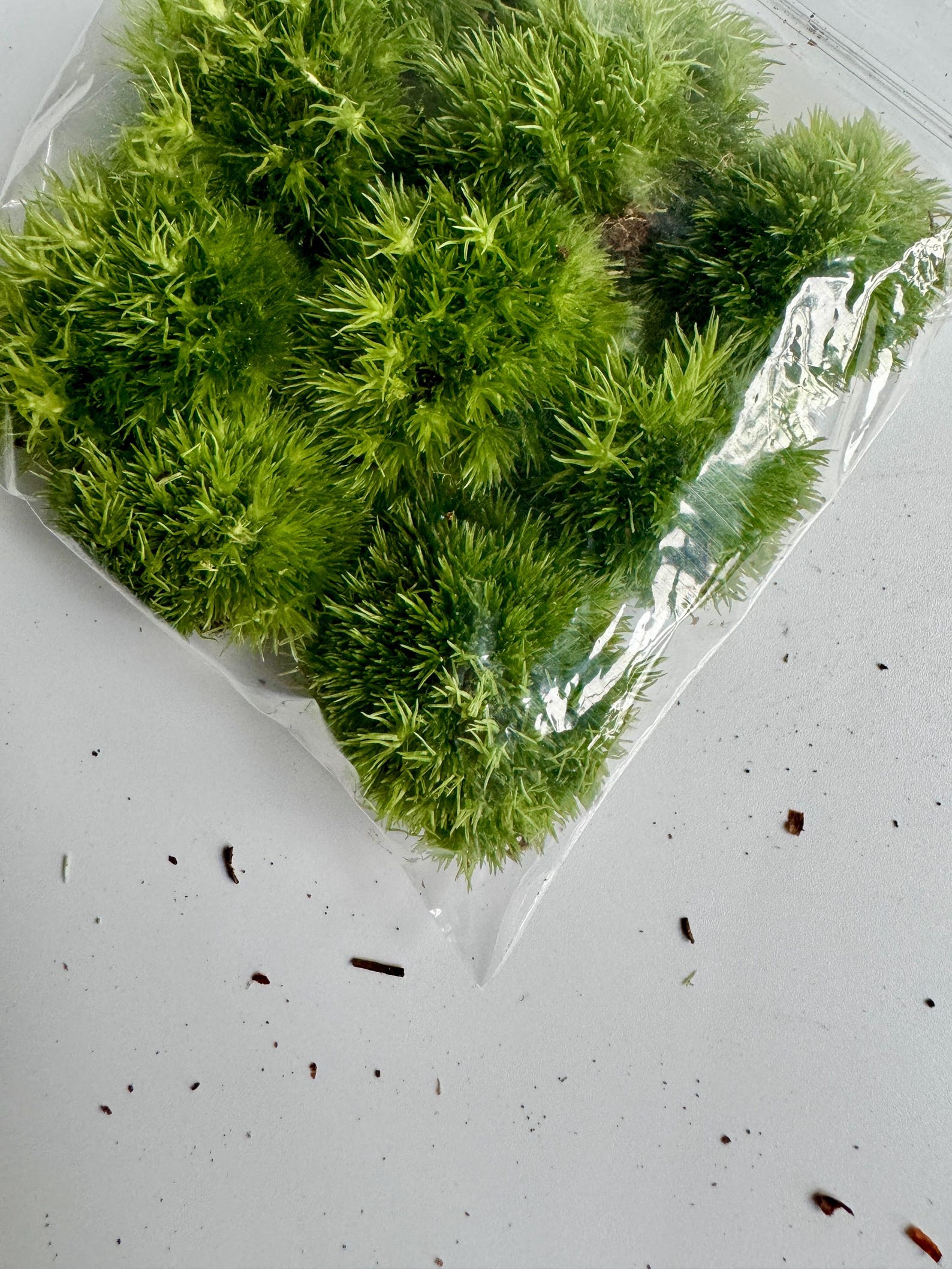 Mini Bun Moss: Live Pincushion Moss for Terrariums - Etsy UK