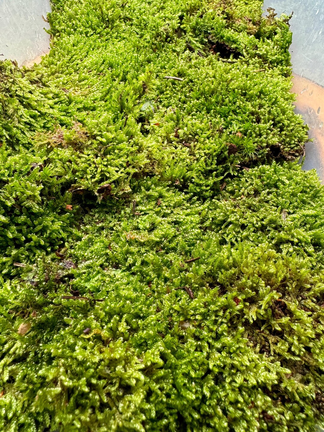 FRESH SHEET MOSS | Natural Live Moss | Carpet Moss | Flat Moss | Hypnum ...