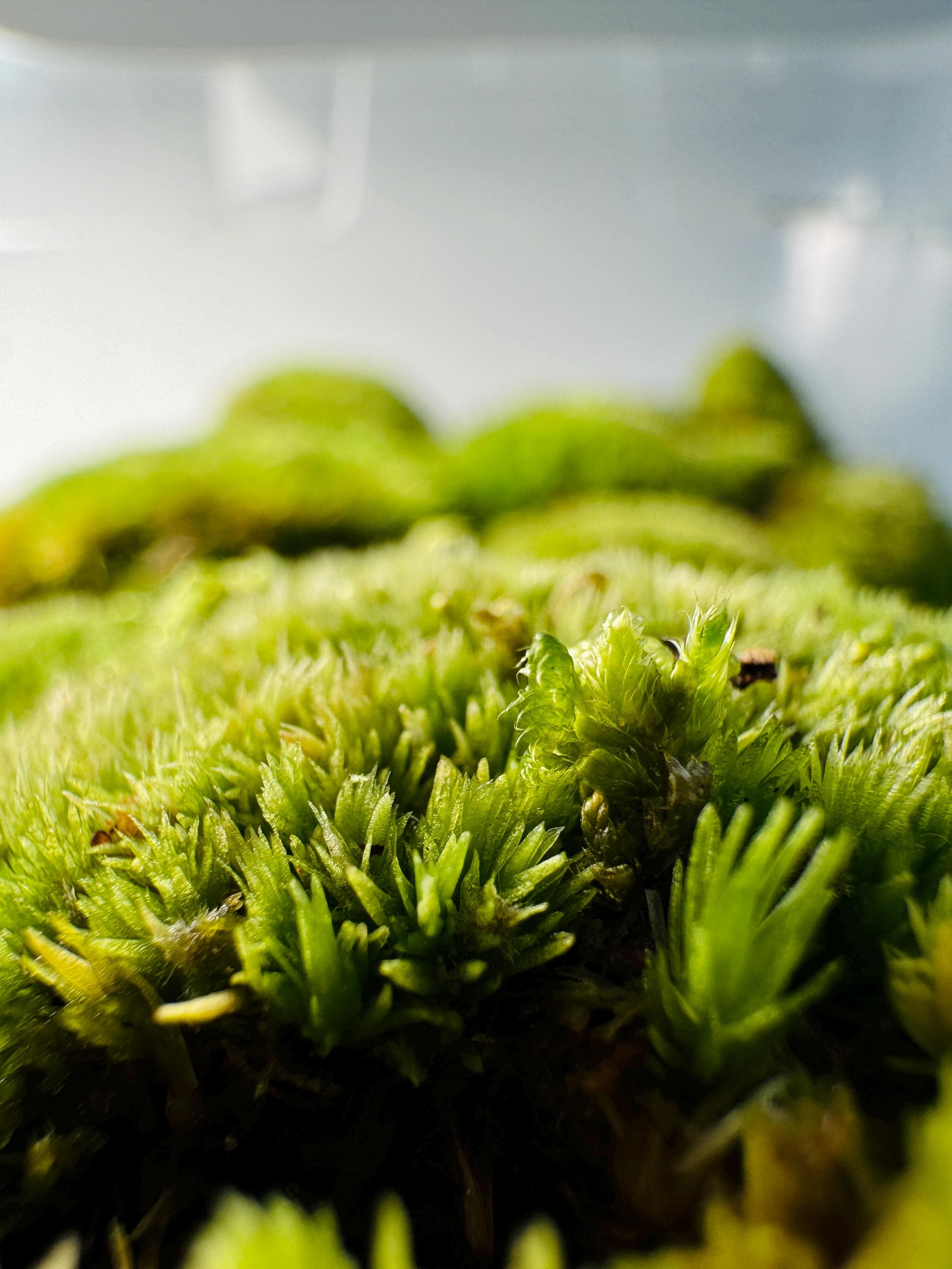 FRESH BUN MOSS | Natural Live Moss | Cushion Moss | Pincushion Moss ...