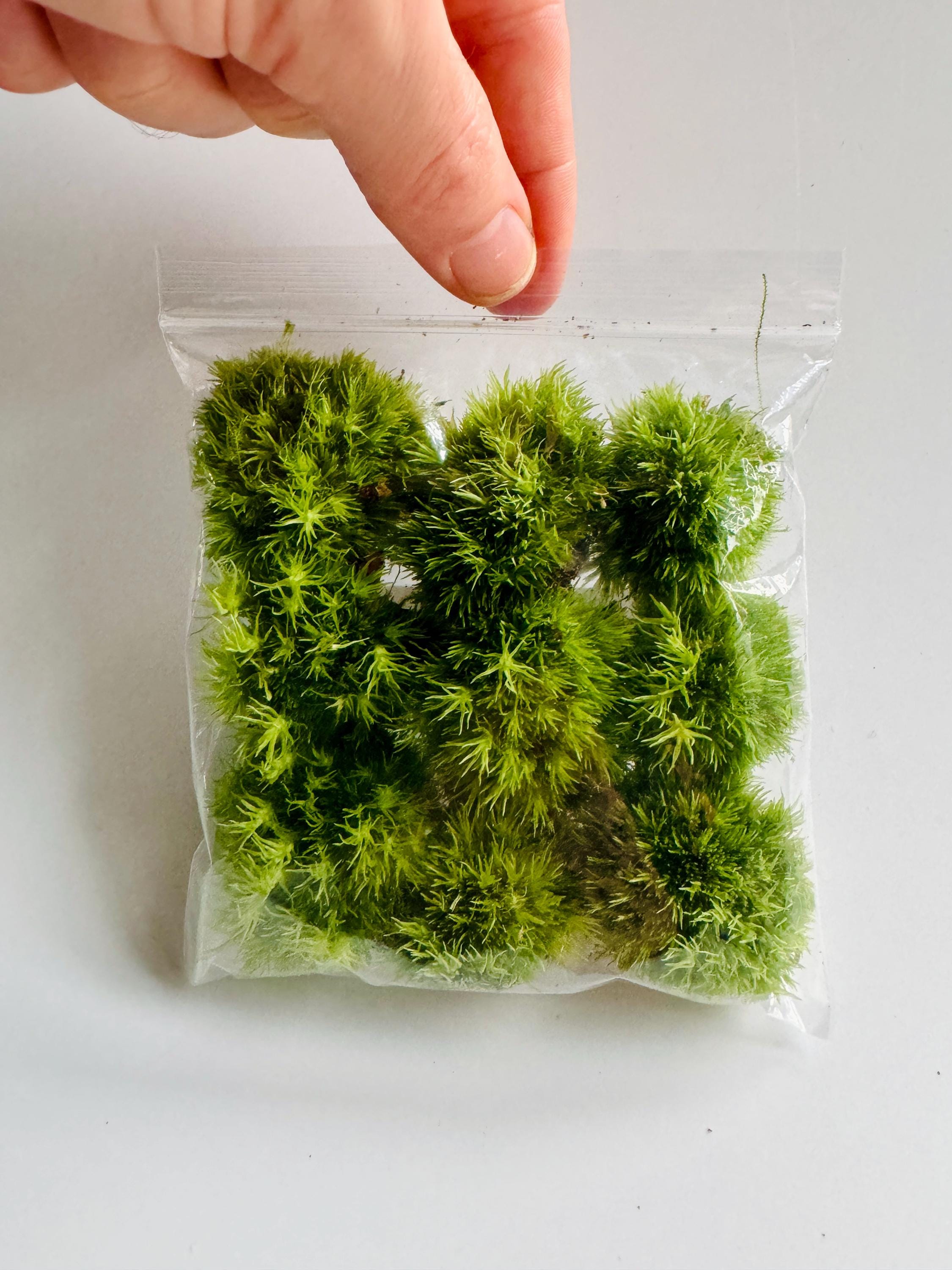 Mini Bun Moss: Live Pincushion Moss for Terrariums - Etsy UK