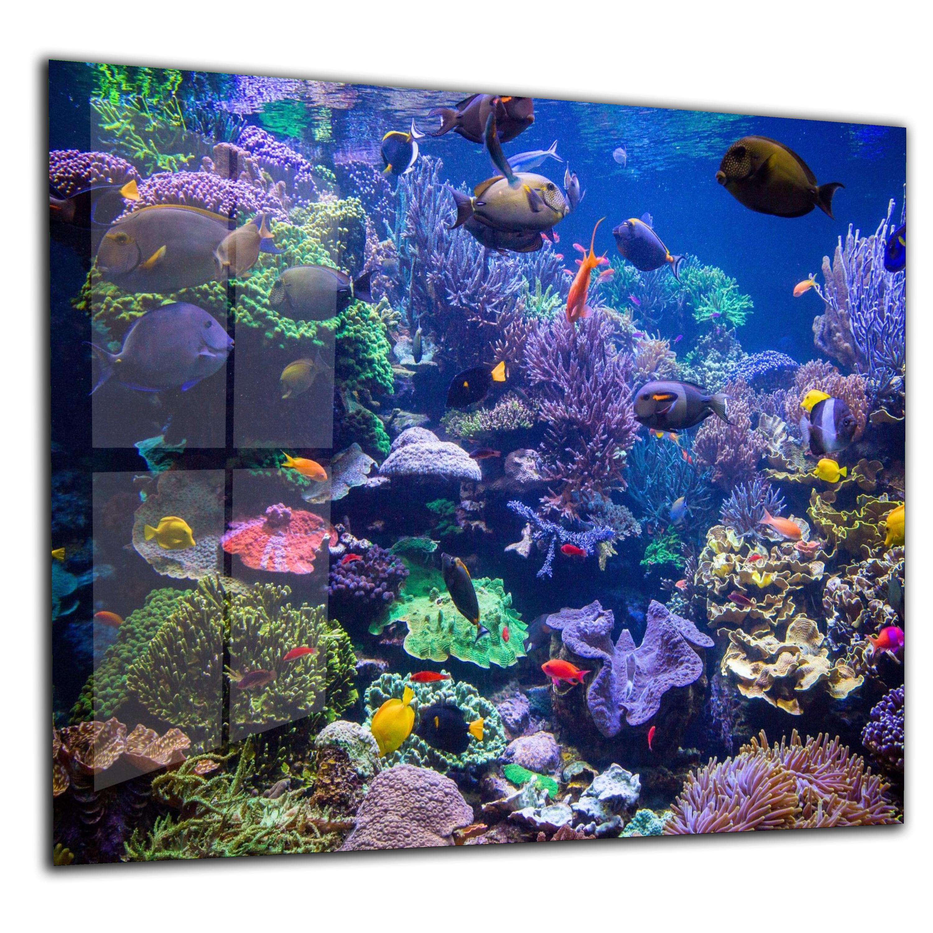 Tempered Glass Backsplash Kitchen, Underwater Coral Reef Stove ...