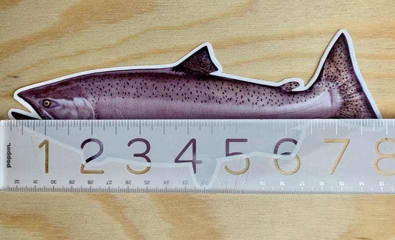Chinook Salmon Steelhead Trout Sticker Fly Fishing Rainbow Brown Brook ...