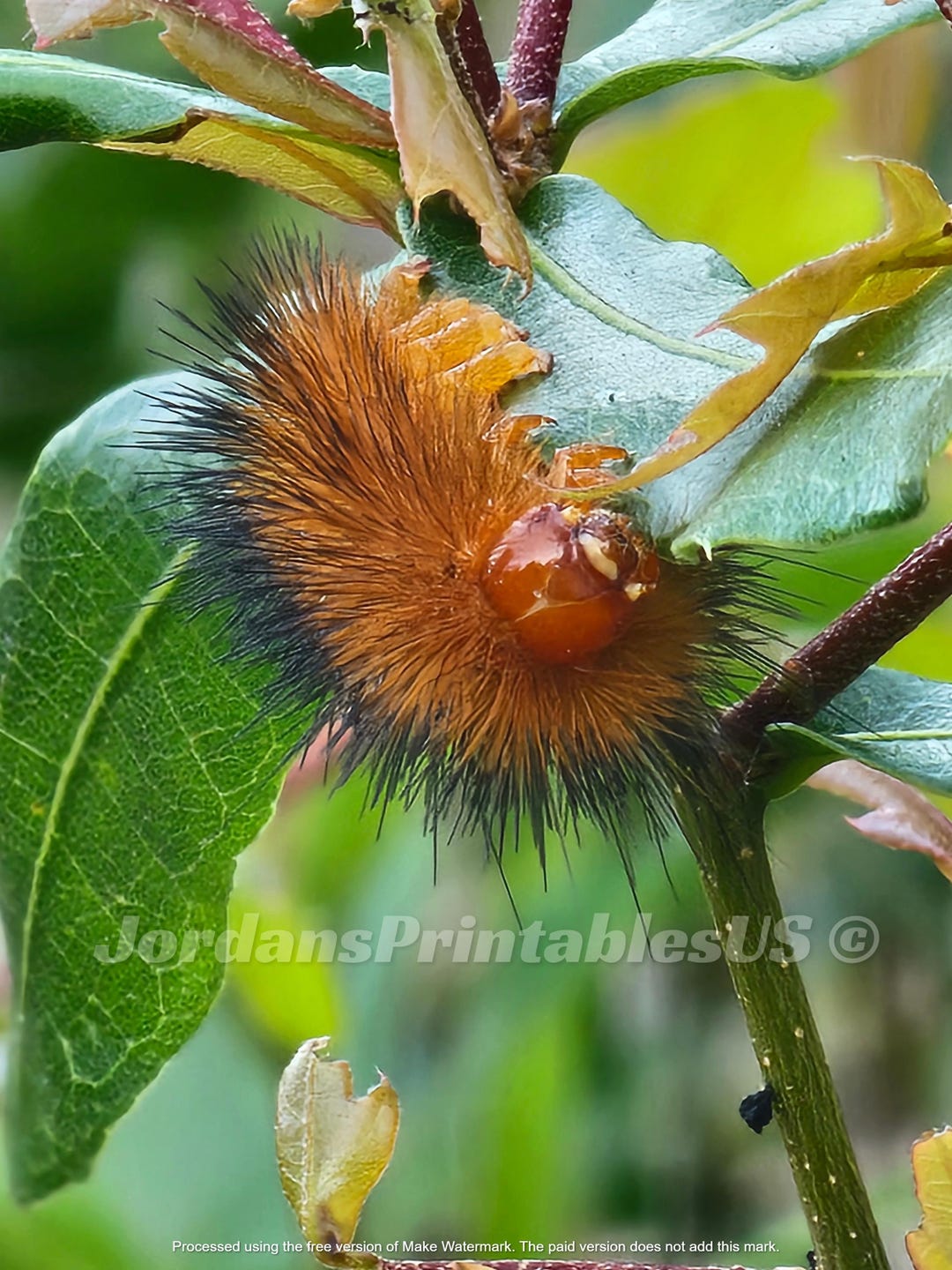 Echo Moth Caterpillar Photo Print - Etsy