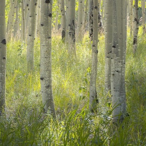 Colorado Aspen Trees, Summer Aspen Grove, Green Aspen Forest, Aspen ...