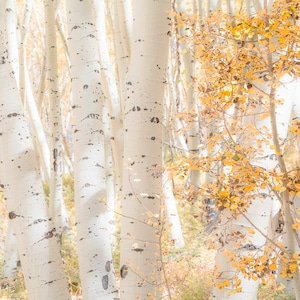 Aspen Tree Wall Art, Fall Decor, Colorado Art, Aspen Trees Fall, Gold ...