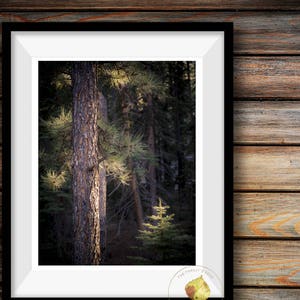Pine Tree Photo, Pine Tree Wall Art, Sunset Pine Tree Photo, Rustic ...