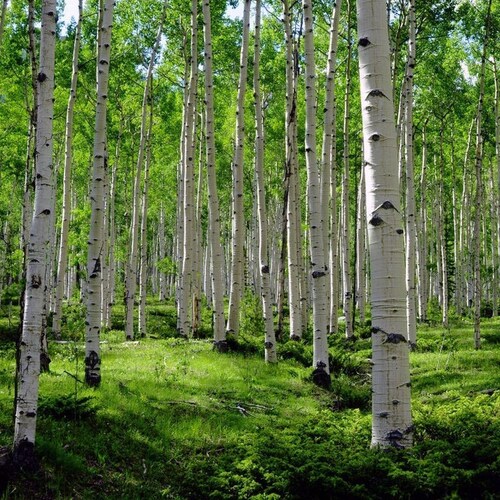 Aspen Trees Rustic Patina Metal Wall Art - Etsy