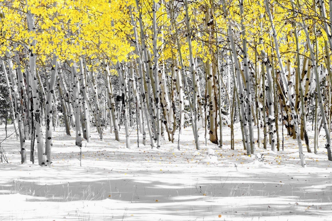 Aspen Trees Photo, Fall Wall Art, Snow, Colorado Decor, Rustic ...