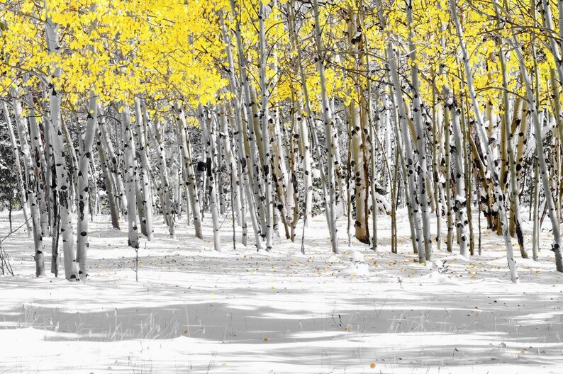 Aspen Trees Photo, Fall Wall Art, Snow, Colorado Decor, Rustic ...