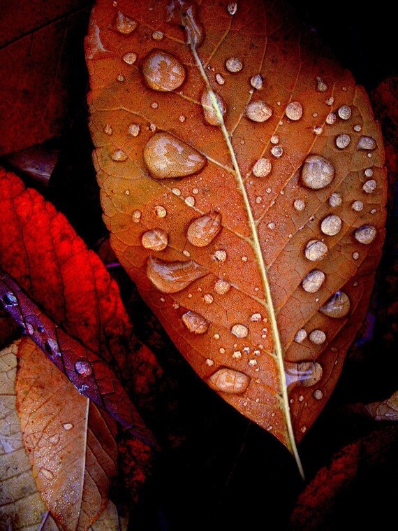 Raindrop Falling Photography