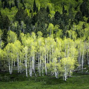 Aspen Trees Spring Photo, Mountain Meadow Photo, Spring Green Art ...
