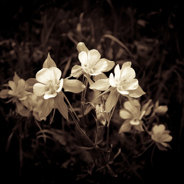 Sepia Flower - Etsy