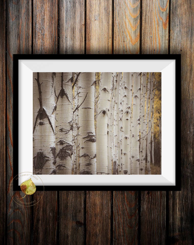 Aspen Trees Photo Fall Tree Art Colorado Art Aspen Trees - Etsy