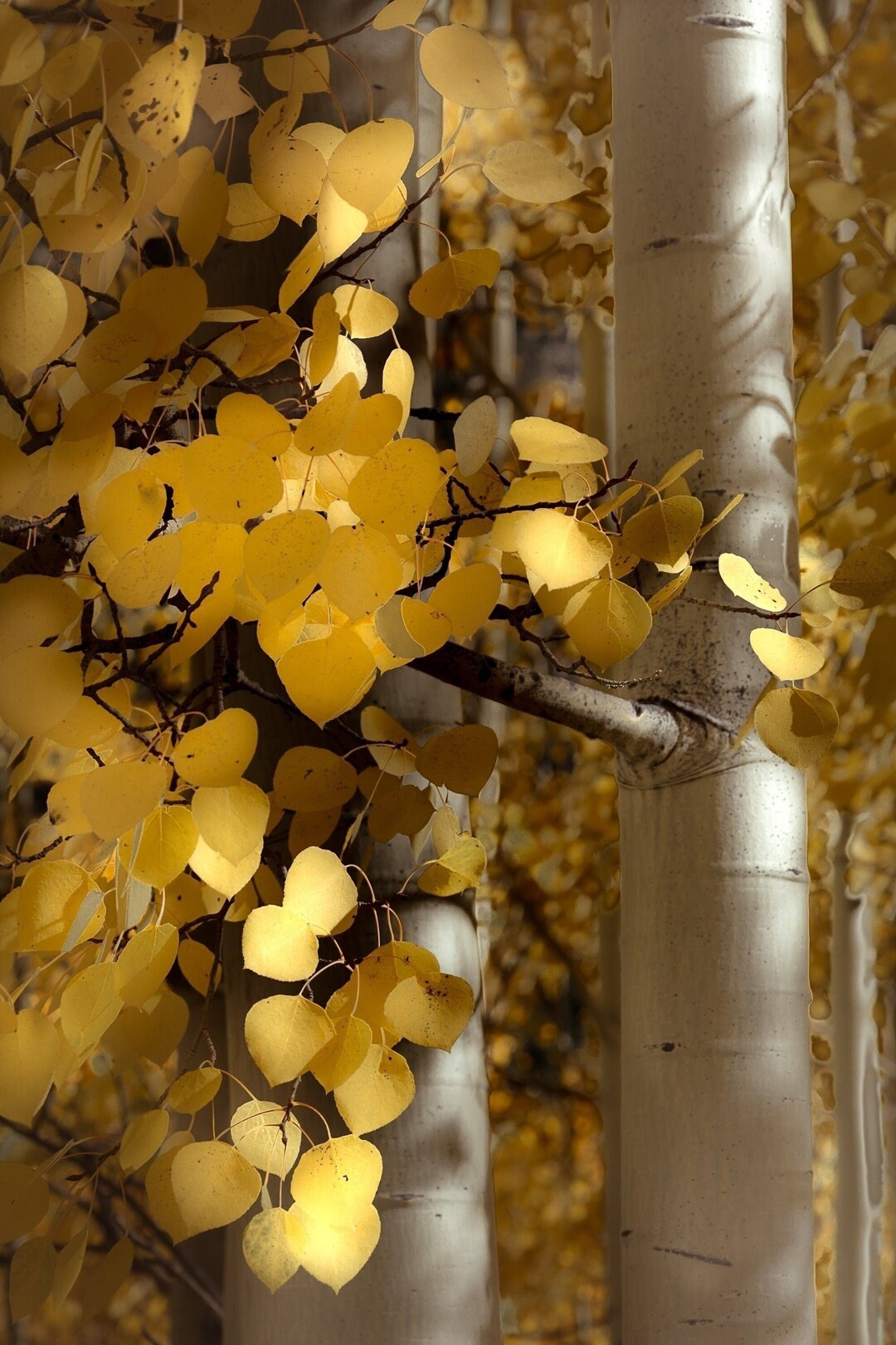 Colorado Fall Aspen Trees, Fall Aspen Trees, Fall Leaves, Golden Aspen ...