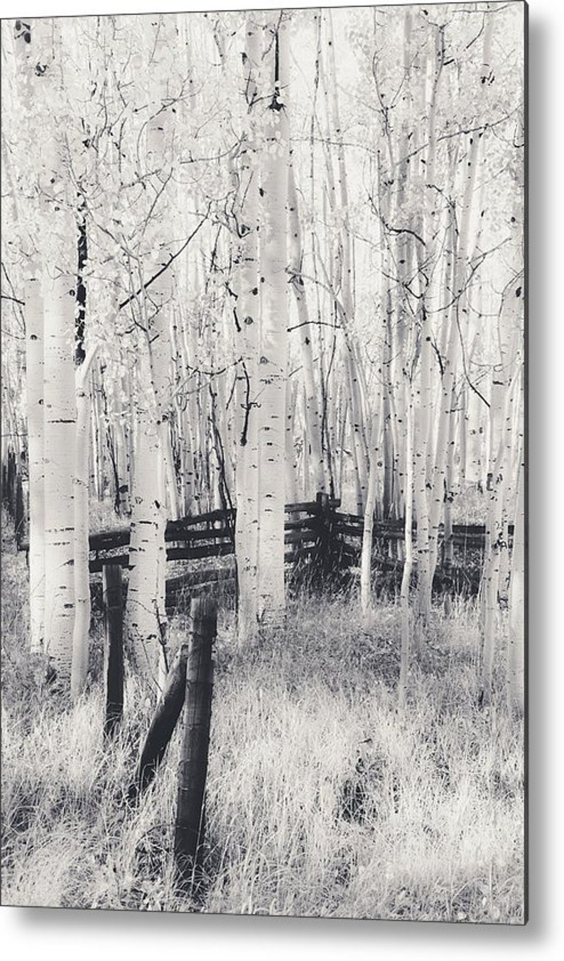 Aspen Trees Fall Tree Decor Colorado Art BNW Sepia Aspens - Etsy