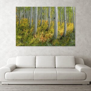 Fall Aspen Photo, Aspen Trees Fall, Colorado Art, Morning Meadow ...