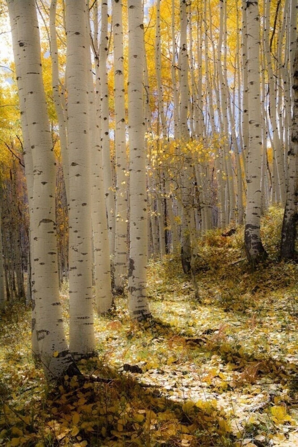 Aspen Trees, Fall Tree Decor, Colorado Art, Rustic Wall Art, Cabin ...