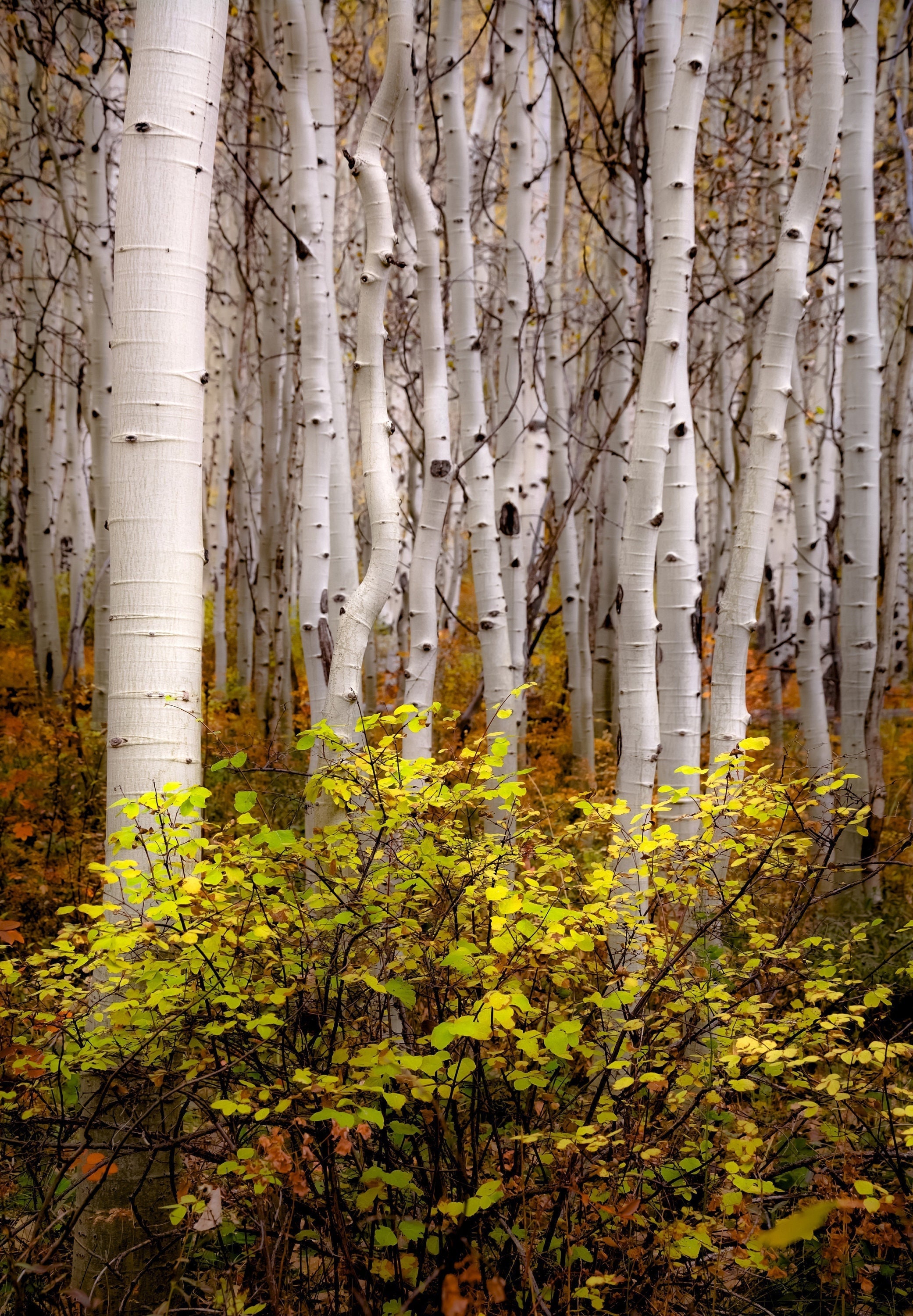 Colorado Aspen Trees In Prints