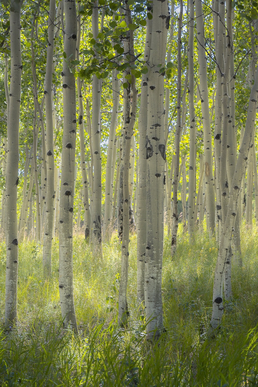 Colorado Aspen Trees, Summer Aspen Grove, Green Aspen Forest, Aspen ...