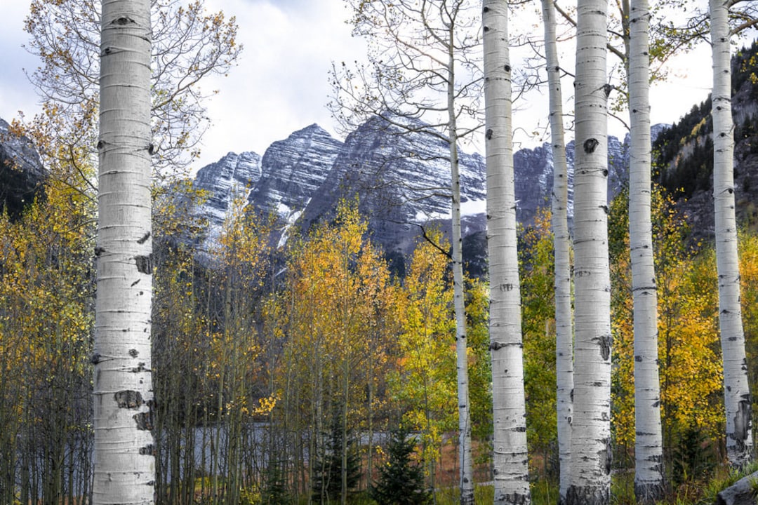 Mountains, Fall Aspen Trees, Snowy Mountains, Maroon Bells, Aspen Tree ...