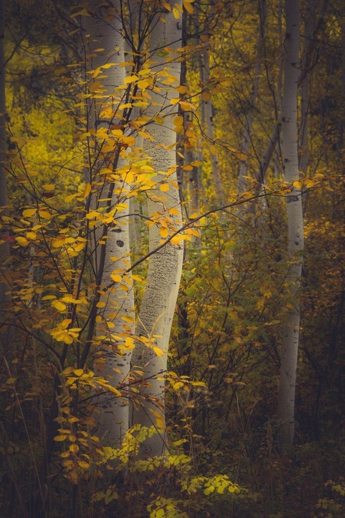 Aspen Trees Aspen Trees Fall Fall Tree Decor Colorado Art - Etsy
