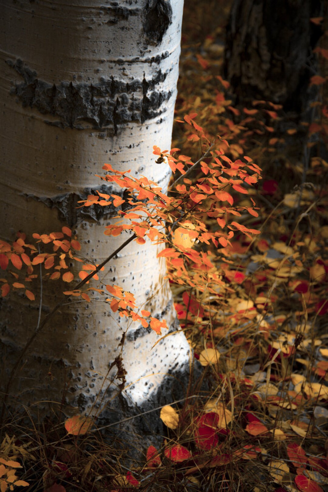Aspen Tree Art, Colorado Art, Rustic Cabin Decor, Fall Photo, Red Rust ...