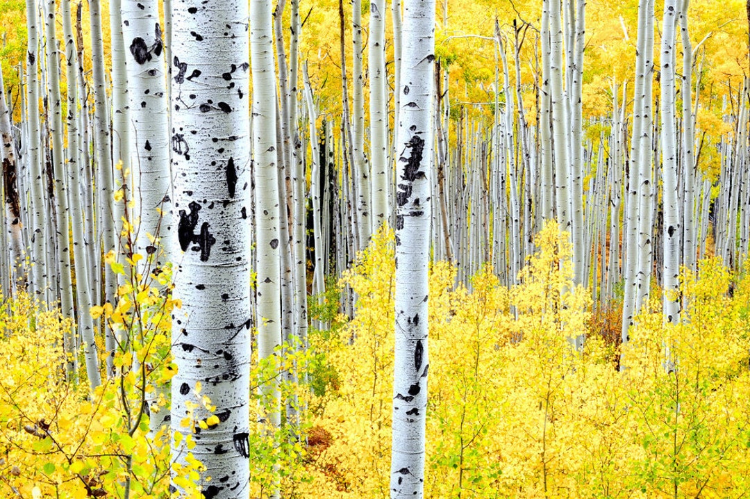 Aspen Trees Fall, Fall Tree Photo, Aspen Tree Decor, Colorado Art ...