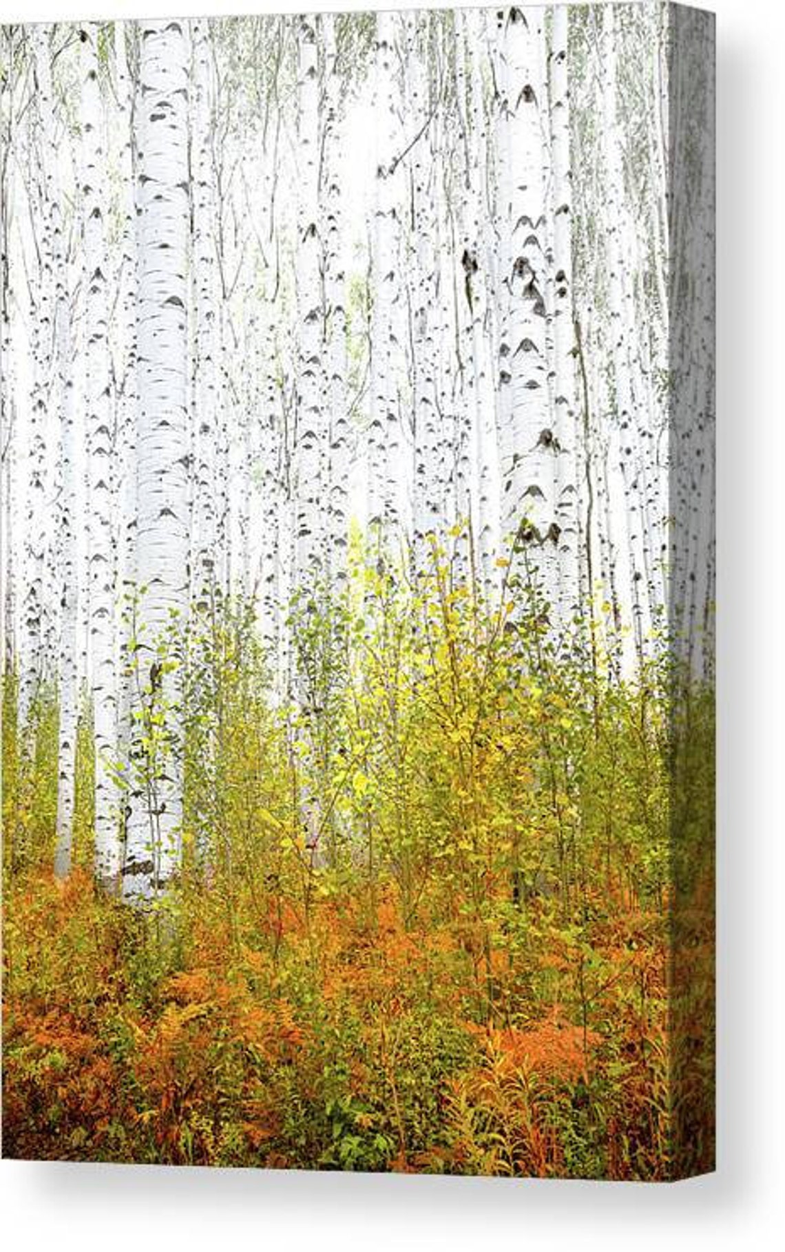 Fall Aspen Trees, Fall Tree Decor, Colorado Art, Aspens, Misty Aspen ...