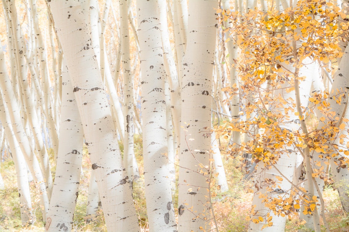 Aspen Tree Wall Art Fall Decor Colorado Art Aspen Trees - Etsy