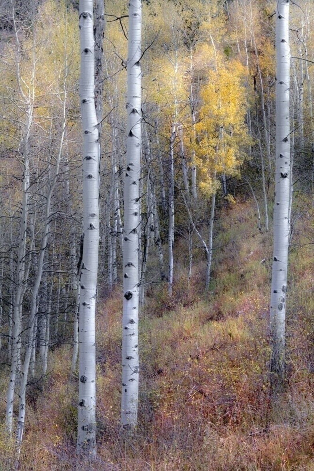 Aspen Trees, Fall Tree Decor, Colorado Art, Rustic Wall Art, Cabin ...