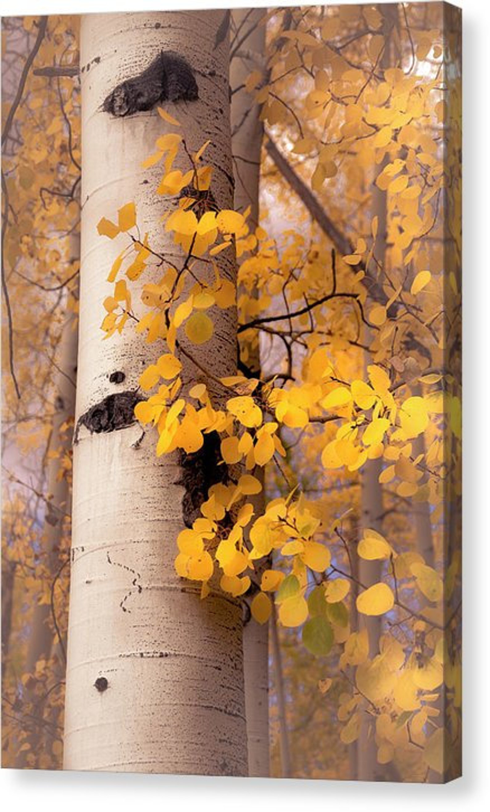 Fall Aspen Trees, Fall Tree Decor, Colorado Art, Aspens, Golden Aspen ...