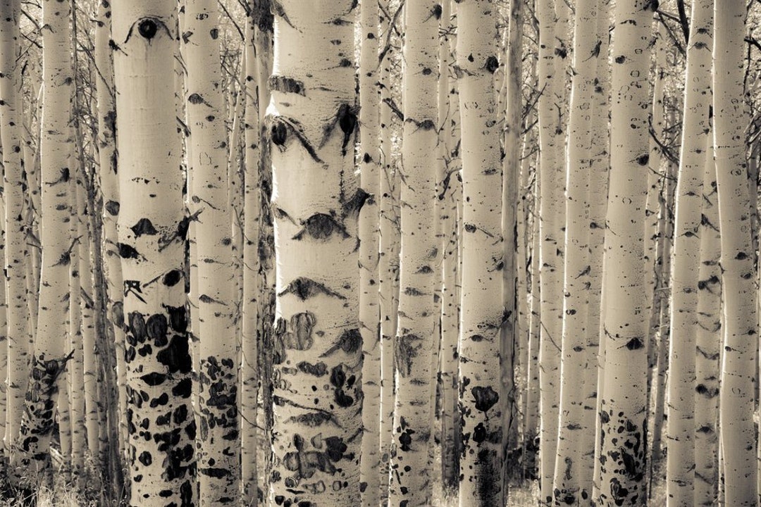Aspen Trees Photo, Colorado Art, Rustic Decor, Cabin Art, Horizontal ...