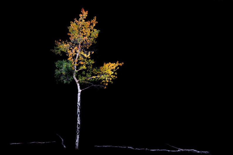 Colorful Fall Aspen Tree, Aspen Tree, Fall, Lone Tree, Cabin Decor ...