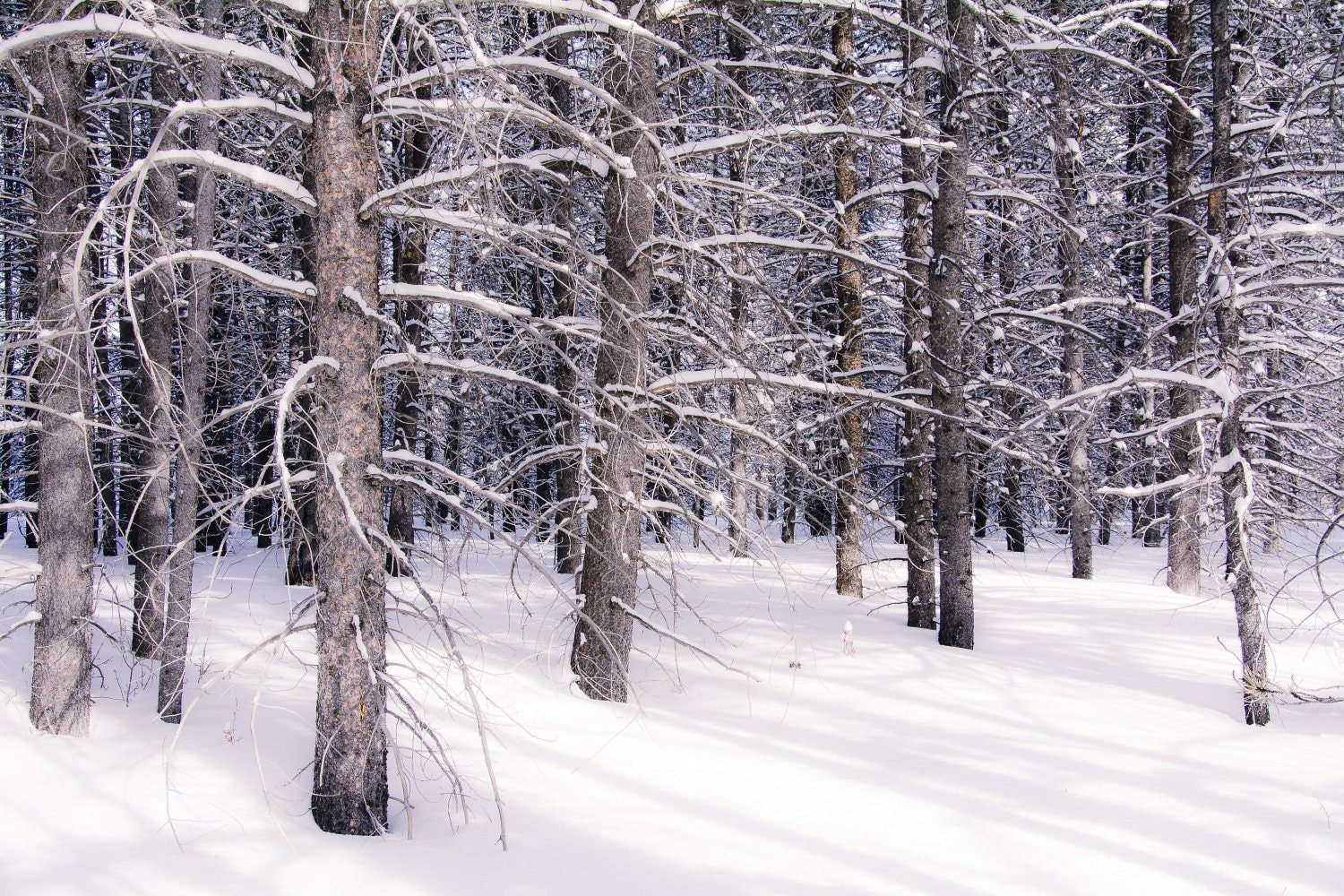 Snowy Pine Trees, Pines, Snow, Winter, Cold, Winter Forest, Winter Park ...