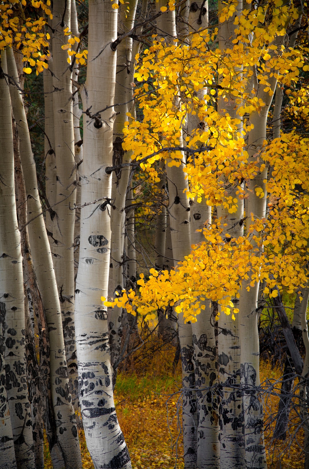 Colorado Aspen Trees, Fall Aspens, Golden Aspen Trees, Colorado Art ...