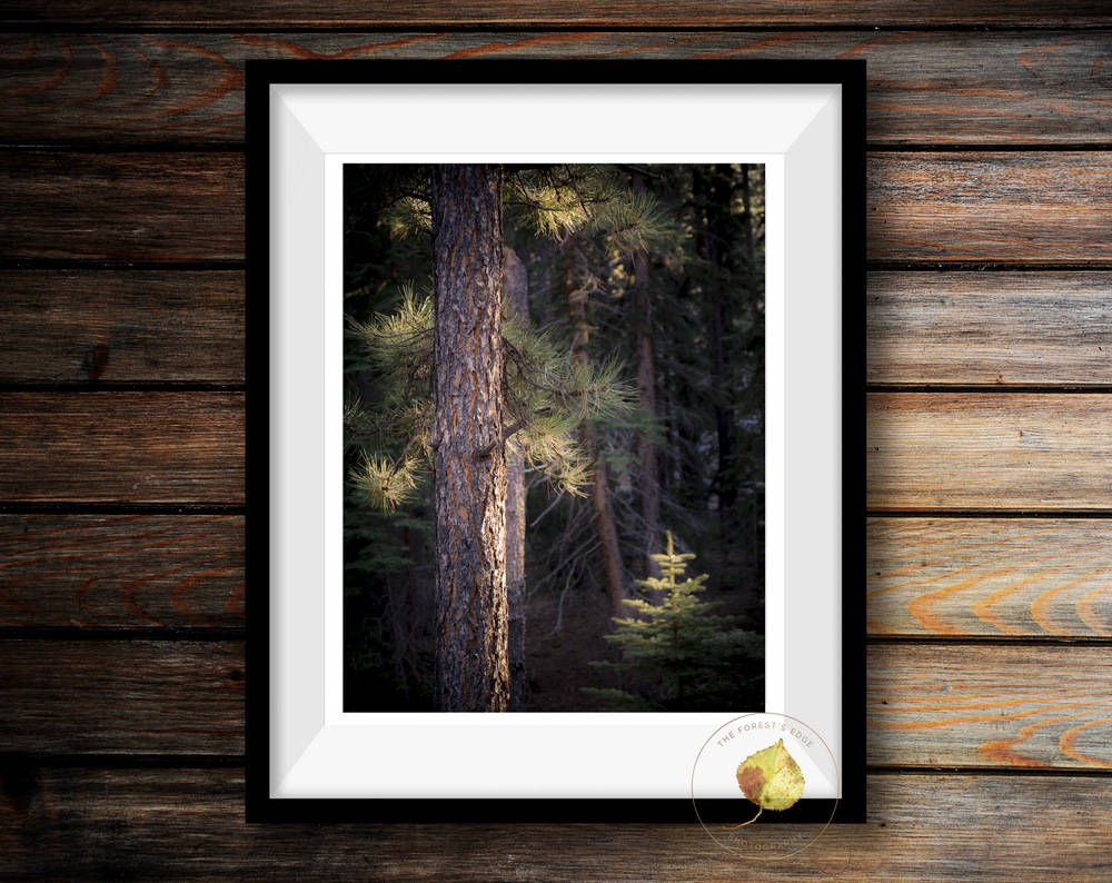 Pine Tree Photo Pine Tree Wall Art Sunset Pine Tree Photo - Etsy