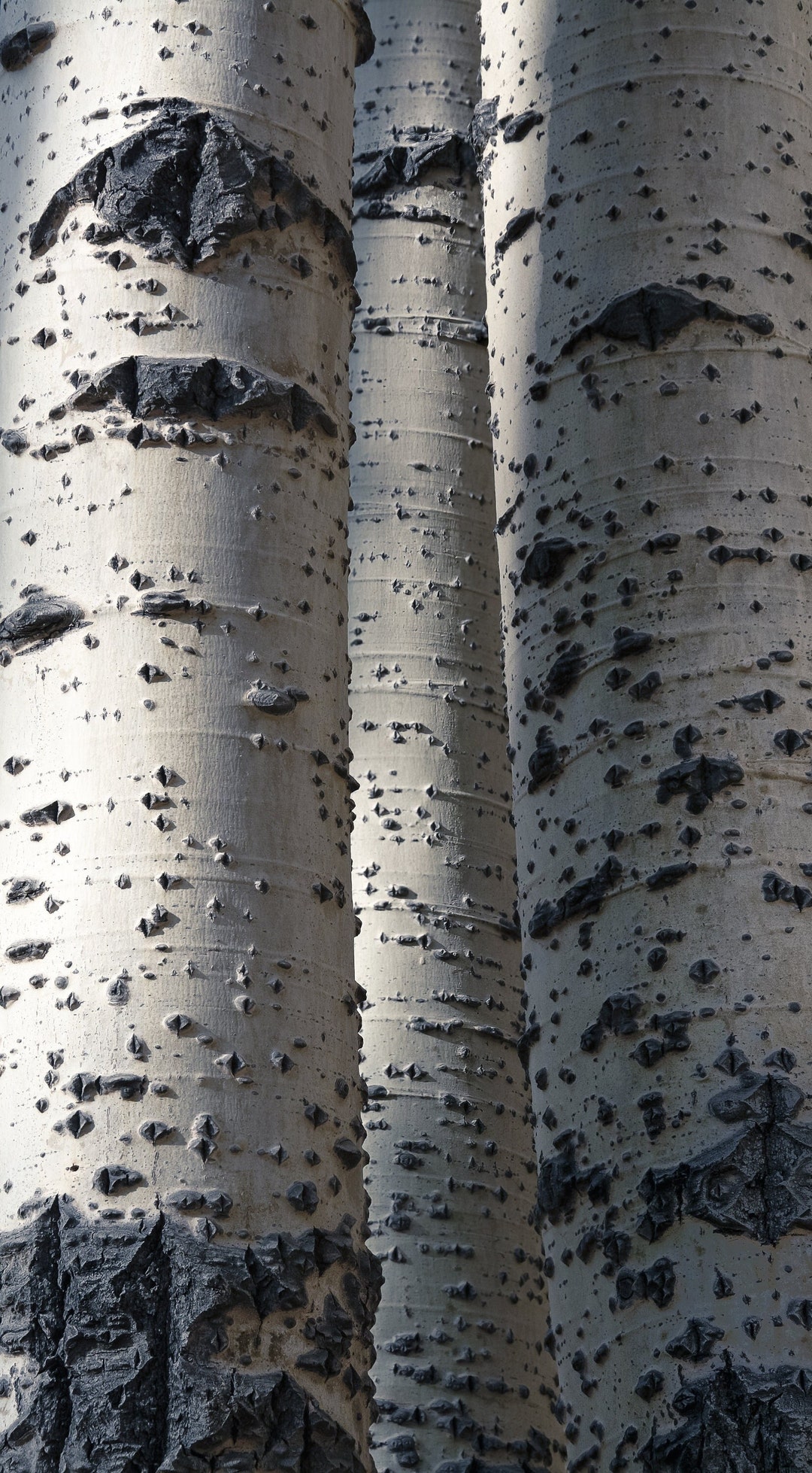 Aspen Trees, Aspen Tree Trunks, Colorado Art, Aspen Tree Bark ...
