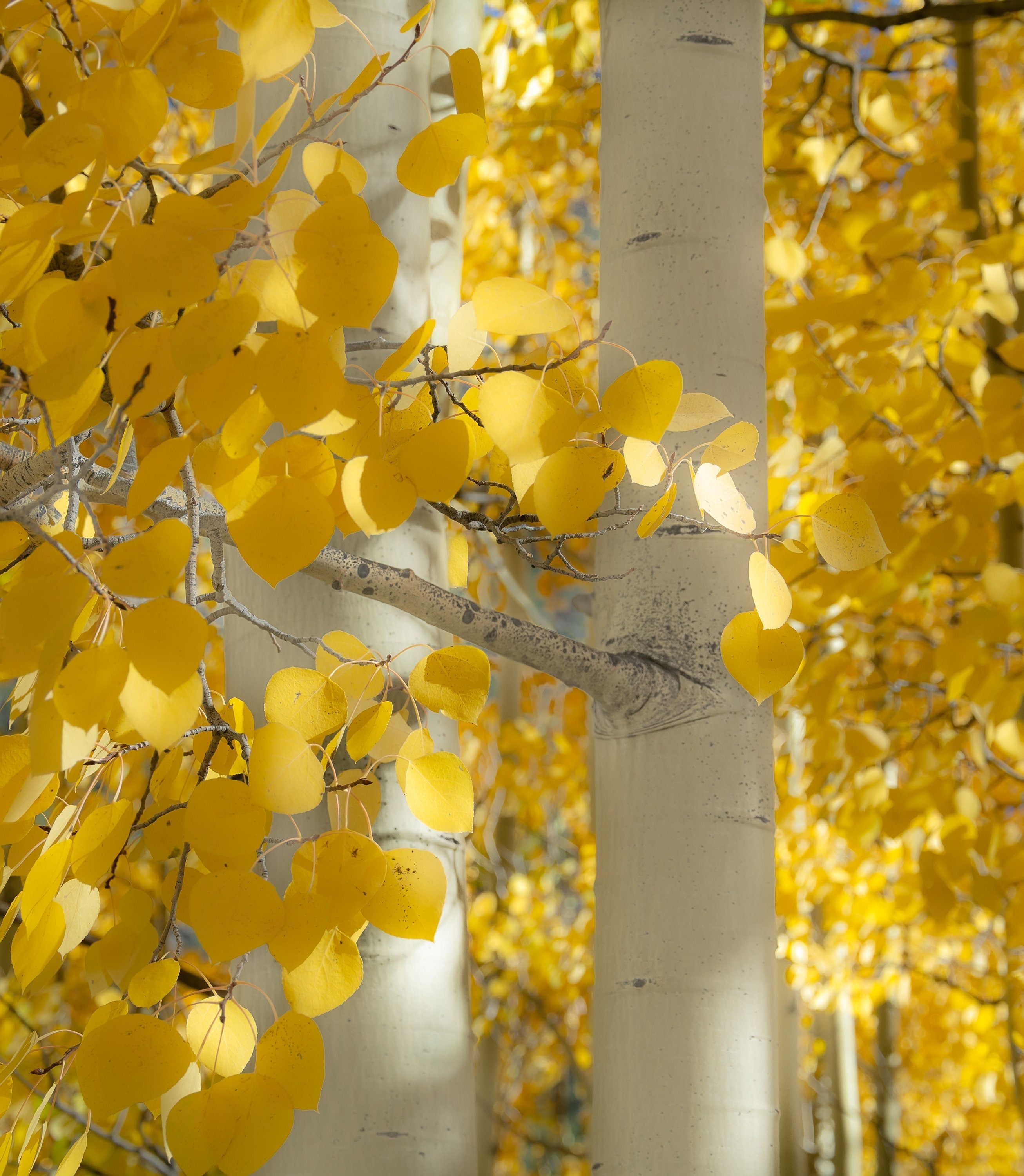Aspen Trees, Yellow Aspen Leaves, Colorado Aspen Trees, Autumn Color ...