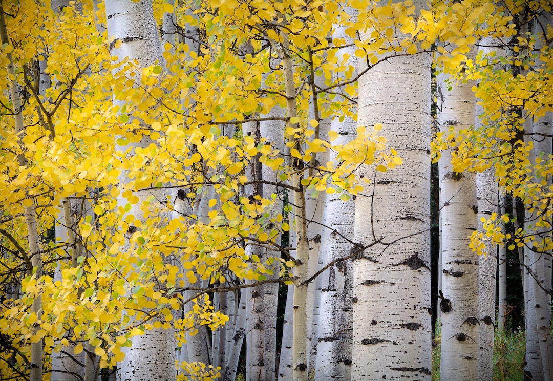 Aspen Tree Photo, Fall Tree Art, Yellow Gold Leaves, Fall Decor ...