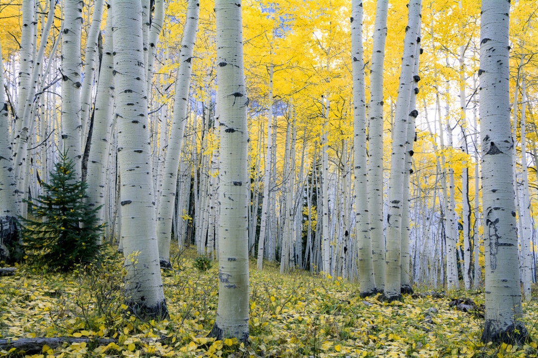 Aspen Trees Fall Photo, Colorado Aspen Wall Art, Fall Trees Photo, Log ...