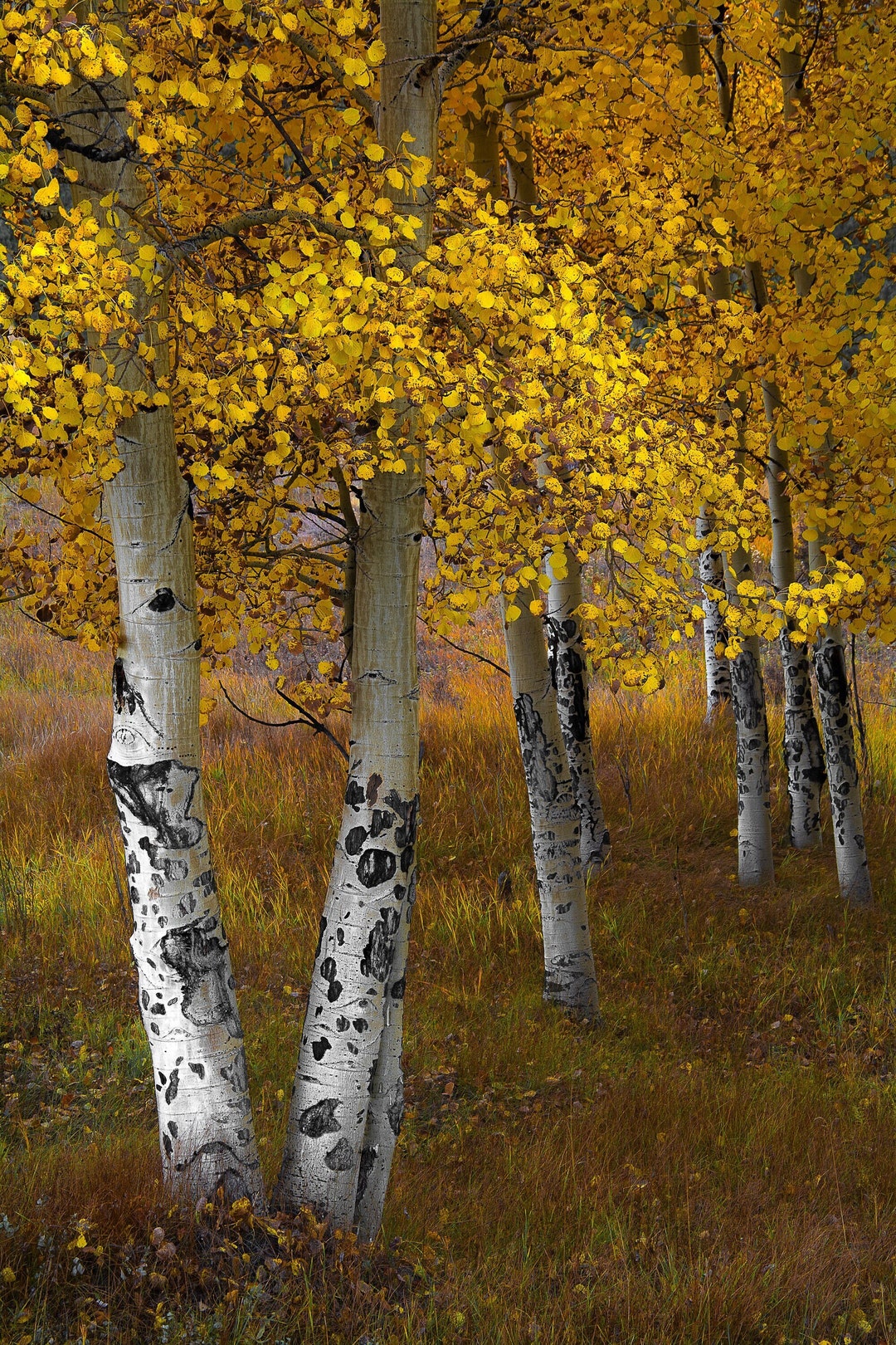 Colorado Aspen Trees, Fall Aspens, Golden Aspen Trees, Colorado Art ...