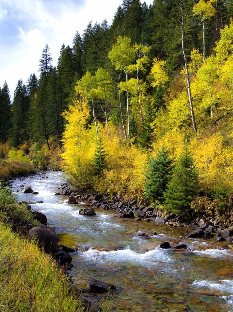 Aspen Trees Fall, Creek Stream Photo, Colorado Art, Aspens Photo, Cabin ...