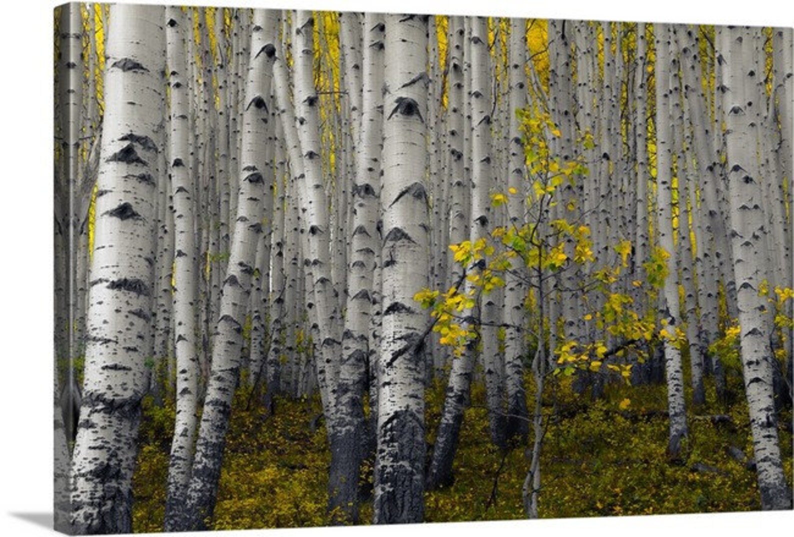 Fall Aspen Photo, Aspen Trees Fall, Colorado Art, Aspen Tree Photo ...